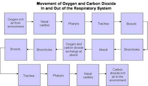 HUMAN RESPIRATORY SYSTEM – DailyPrep